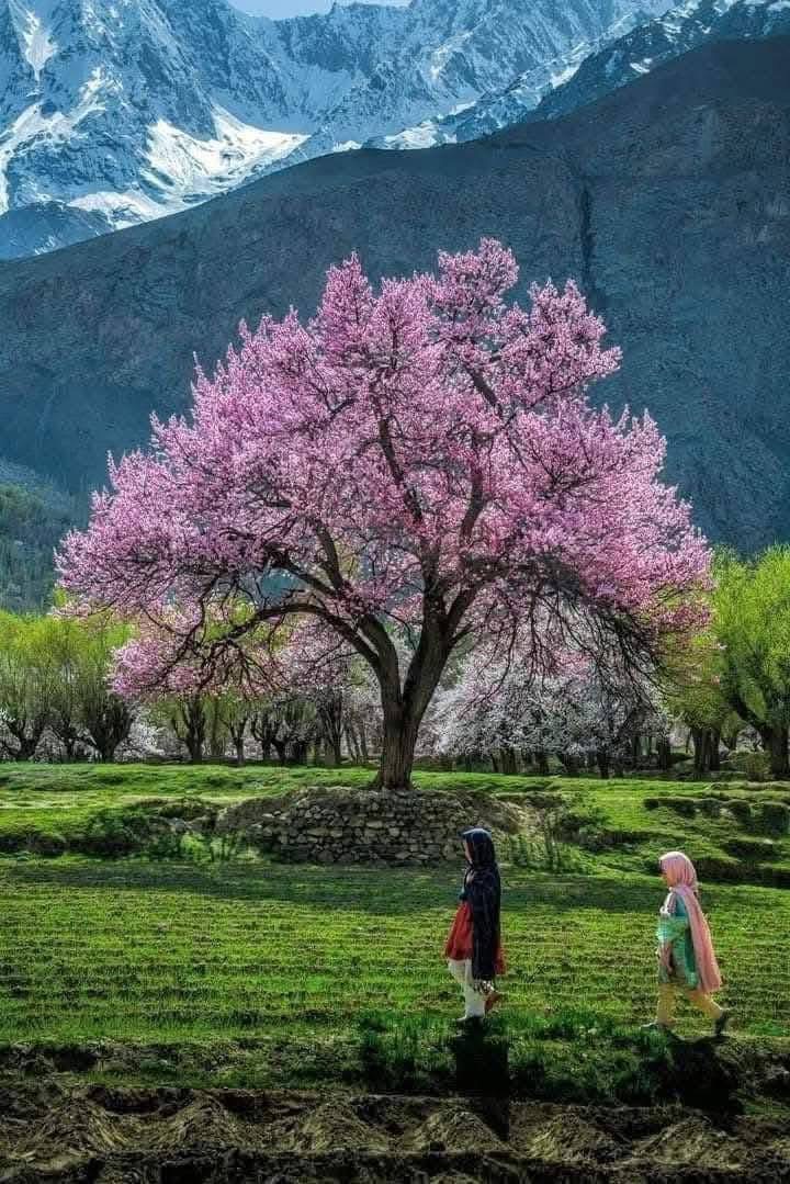 HUNZA VALLEY CHERRY BLOSSOM TOUR – DREAM | DISCOVER | HIDDEN GEMS ...